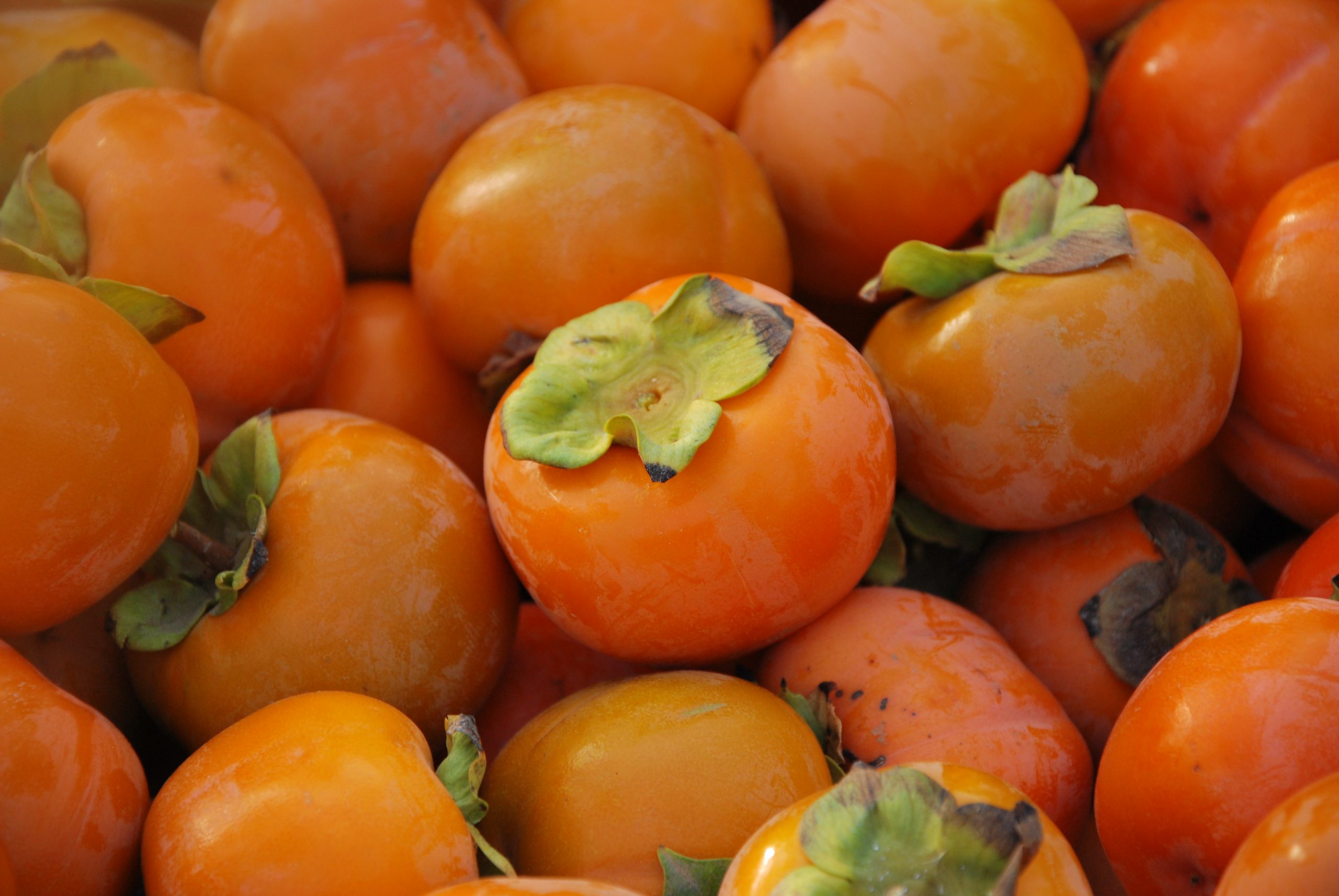 todo | Frutas Luzón