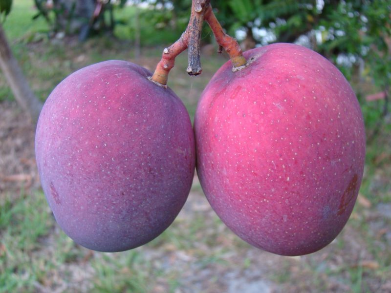 todo | Frutas Luzón