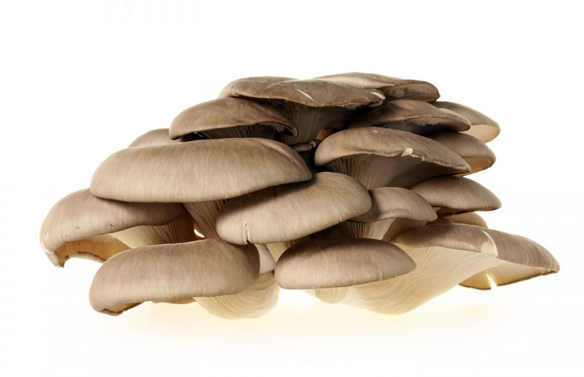 SETA DE OSTRA - Frutas Luzón